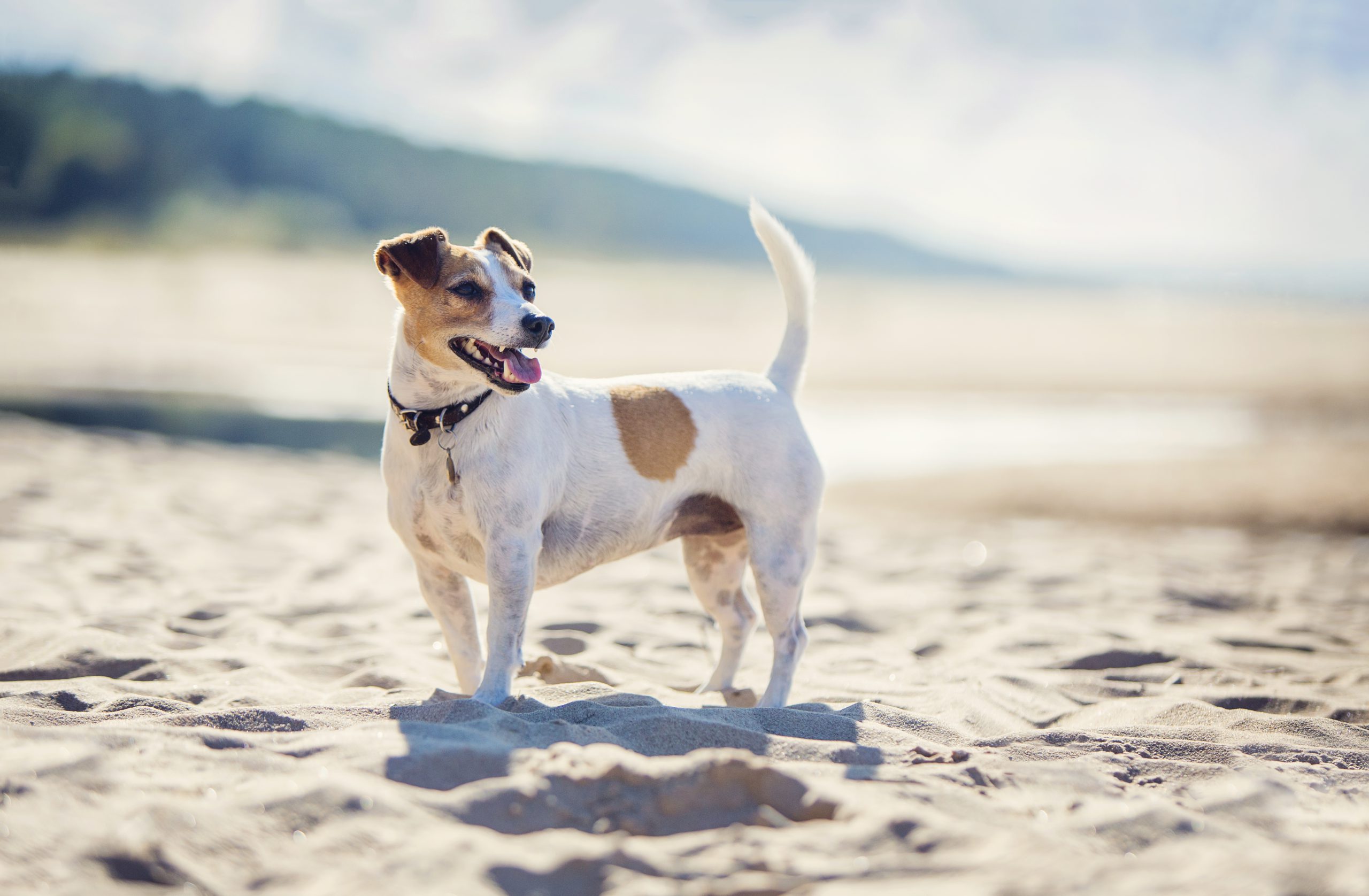 Case Study How To Calculate Ideal Bodyweight Hill s Veterinary